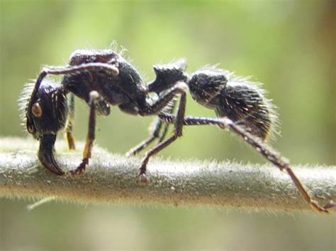 A Guy Who Experienced All Of These Insect Stings Tells Which Are The
