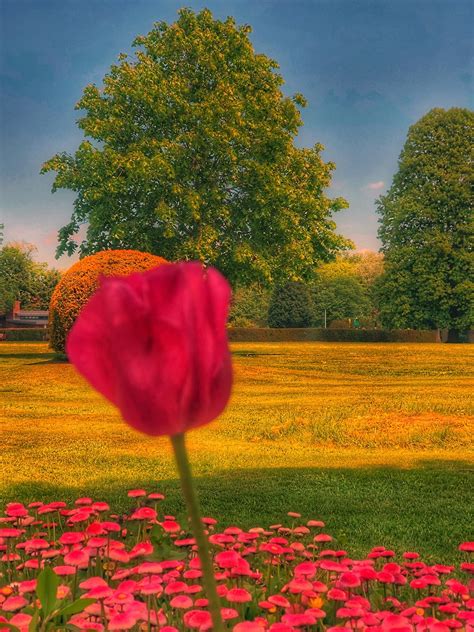 Colorido Vermelho Cor Foto Gratuita No Pixabay Pixabay