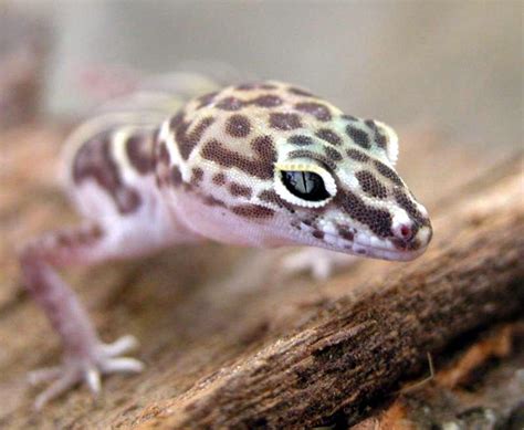Western Banded Gecko Care Sheet Reptiles Cove
