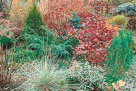 Храстите в есенната градина Български Фермер