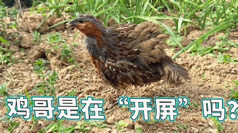 鸡哥正在开心刨坑，看到我过来全身炸毛，这是在“开屏”吗？【天下一场梦】 Youtube