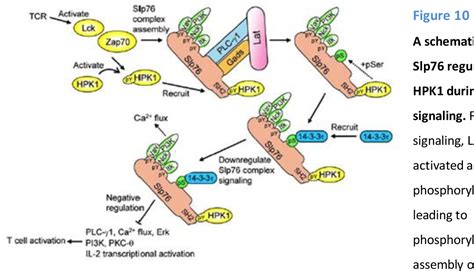Figure 10 From Hpk 1 Mediated Negative Regulation Of T Cell Activation