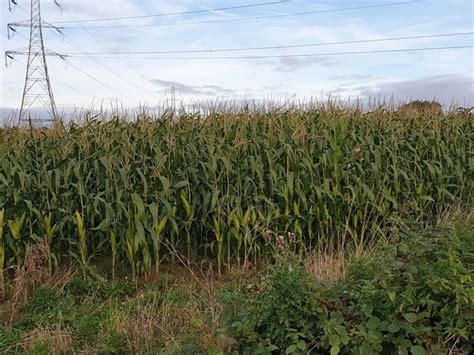 Naked Man Cornfield Derbyshire Police Hunt For Man Spotted Running