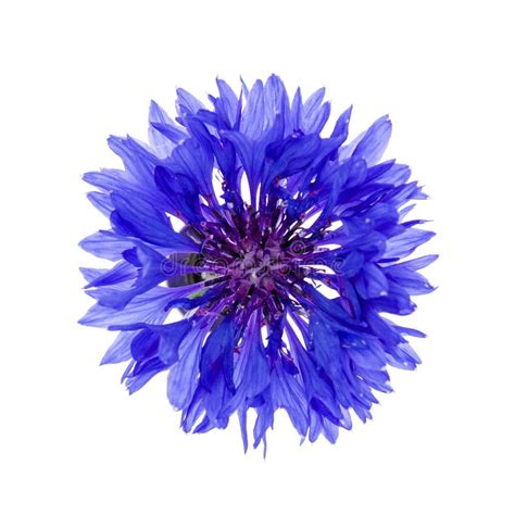Крупный план цветка Cornflower Стоковое Изображение изображение