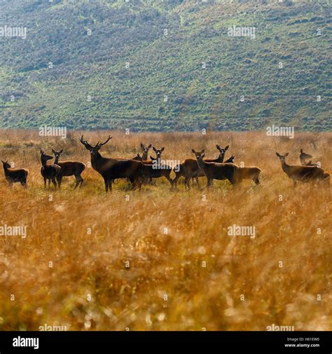 A Magnificent Royal Stag 12 Pointer Holds A Big Herd Of Hinds Which