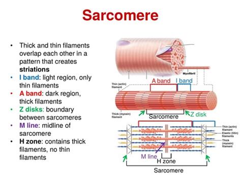 Biol 161 Exam 4 Learning Objectives Flashcards Quizlet