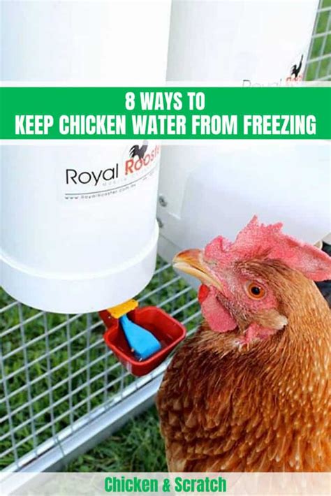 8 Ways To Keep Chicken Water From Freezing