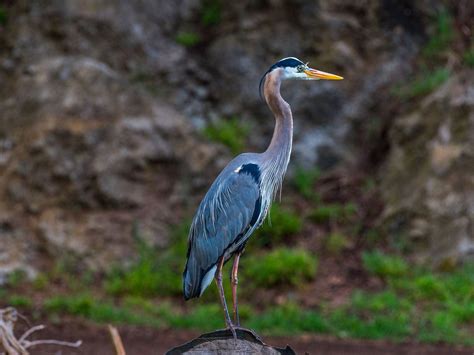 Great Blue Heron Bird Facts Ardea Herodias Birdfact
