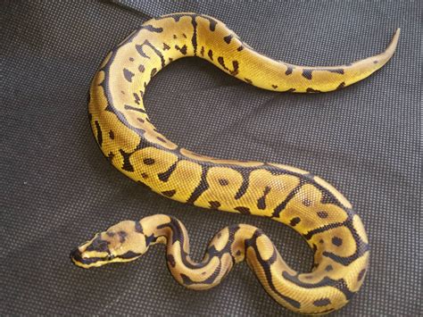 Leopard Phantom Spider BALLPYTHON
