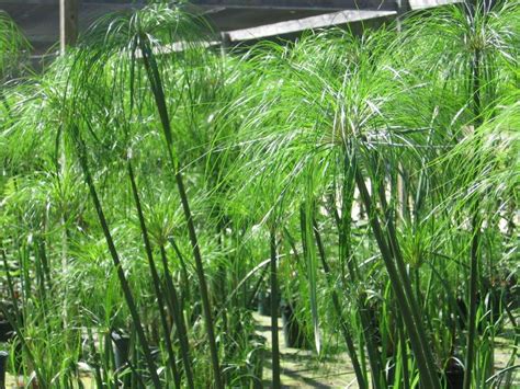Cyperus Papyrus Egyptian Paper Rush Marginal Pond Plants Pond