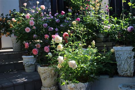 錆び ベーカリー 混合 薔薇 植木鉢