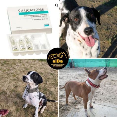 Necesitamos Glucantime - aiBa Madrid