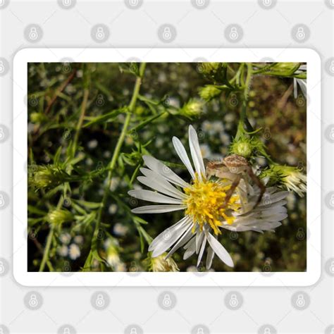 Hello Tiny World Spider Sticker Teepublic