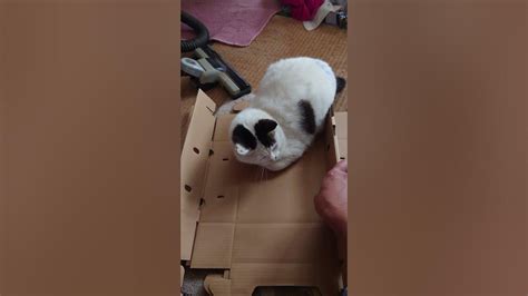 猫の手を借りた失敗例😂 猫 猫動画 Youtube
