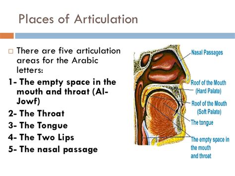 Place Of Articulation Chart