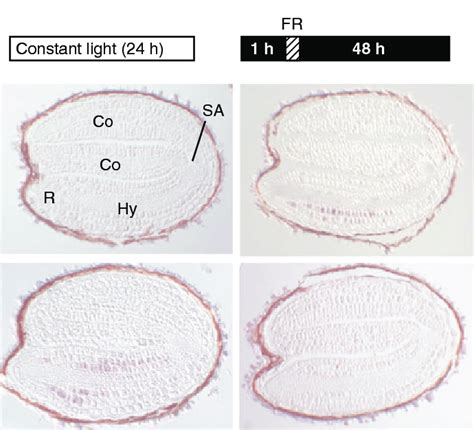 In Situ Hybridization Analysis Of Atga2ox2 Mrna Sections From