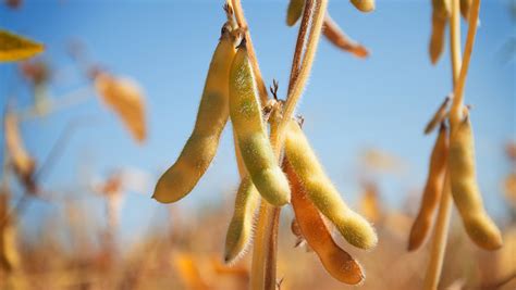 The Environmental Case For Genetically The Breakthrough Institute