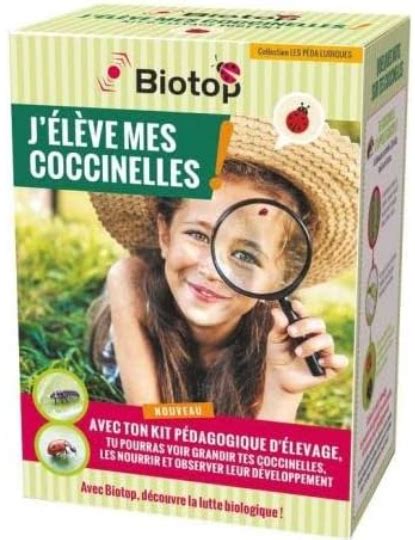 De Loeufà La Coccinelle La Classe De Défine