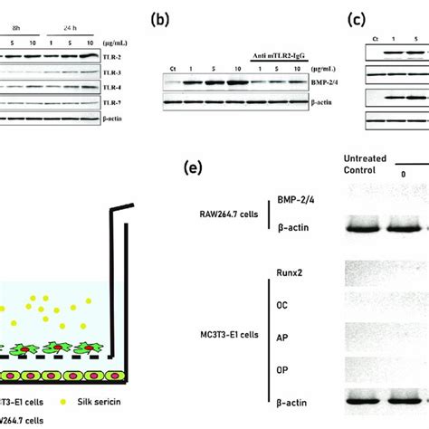 Activation Of The Tlr Mediated Pathway Through The Application Of