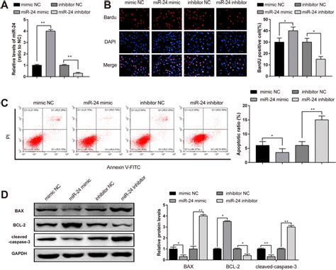 Mir 24 Promotes Esc Proliferation And Hinders Cell Apoptosis After Esc