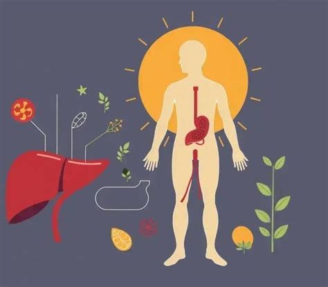 The Impact Of Liver Health On Erectile Function Key Insights