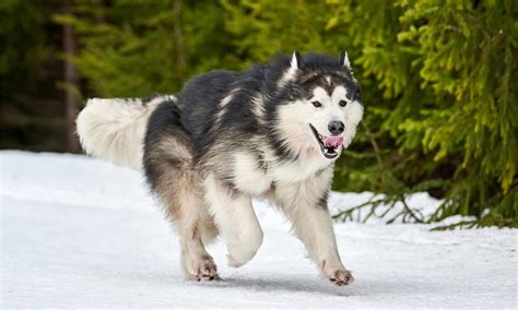 8 Best Types Of Alaskan Dog Breeds A Z Animals