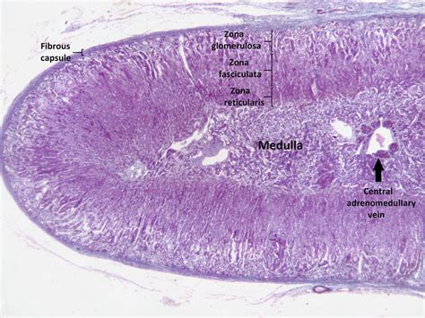 The Zona Reticularis Structure Function Teachmephysiology