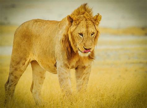 Free Images Animal Wildlife Wild Africa Mane Fauna Savanna