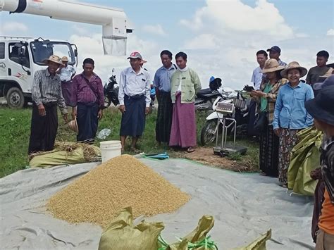 ဒိုက်ဦးမြို့နယ်၌ မိုးစပါးစံကွက်ရိတ်သိမ်းပွဲ ကျင်းပ Information And Public Relations Department