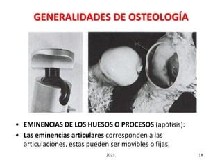 Generalidades De OsteologÍa Pdf