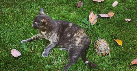 My Tortoise Shells Album On Imgur