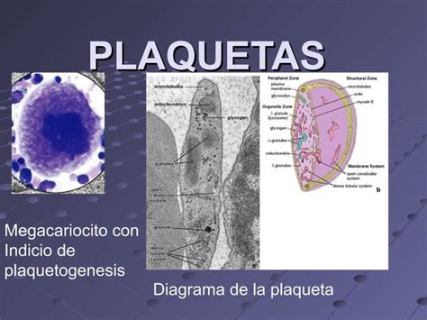ERITROCITOS Y LEUCOCITOS PPT