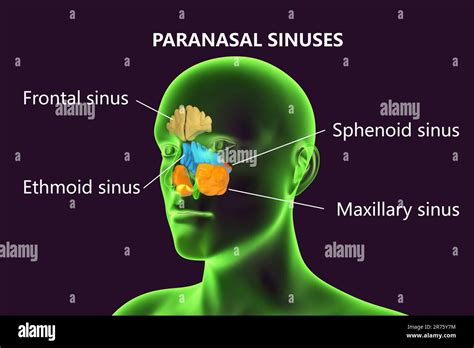 Human Paranasal Sinuses Computer Illustration The Sinuses Are Membrane Lined Air Filled Spaces