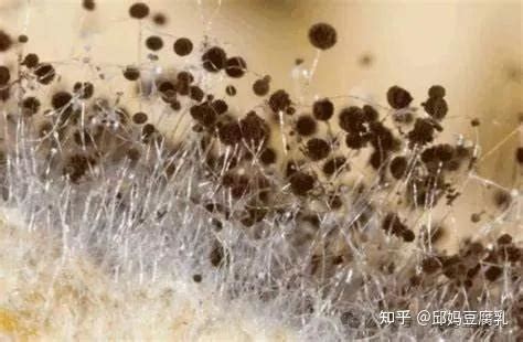 《邱妈豆腐乳记》 腐乳的发酵篇 知乎