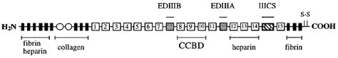 Domain Structure Of Fibronectin The Diagram Illustrates The Download Scientific Diagram