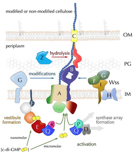 Structural Basis For Synthase Activation And Ce