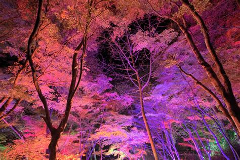 高萩市花貫渓谷 紅葉ライトアップ いばらき解体新書Ameba版 仮