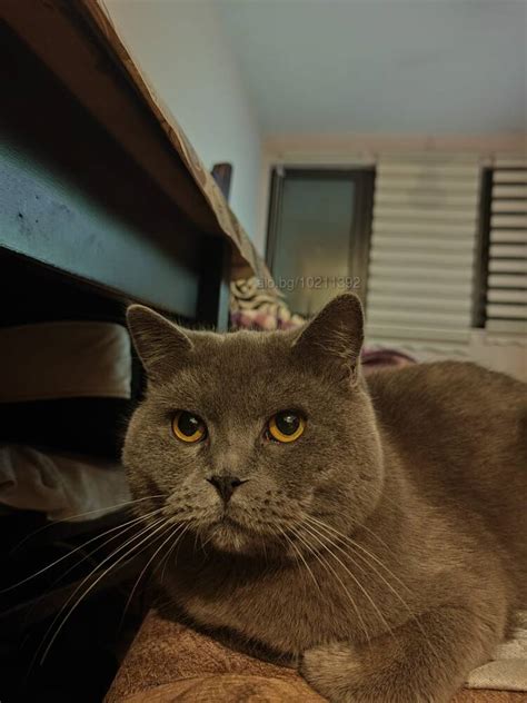 британска къса котки Британска късокосместа 1 месеца Мъжко сиво Котки