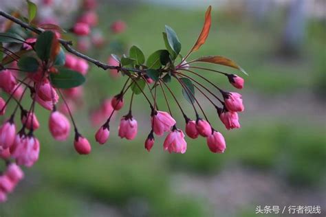 行者視線清明時節春光無限 每日頭條
