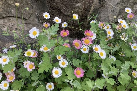 ペラペラヨメナは源平色ハルジオンヒメジョオンと似ている2色の草花 鏡花水月花つむぎ
