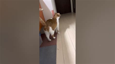 朝ごはん、まだニャリか？待っているニャリよ。早くニャリよ。ねこ 猫 ネコ Cat Cats 家猫 猫のいる生活 朝のルーティン