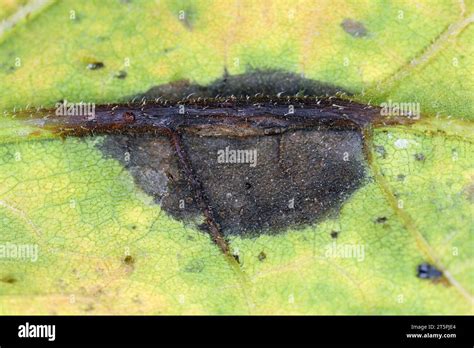 Sunflower Plant Infected With Pathogenic Bacteria Bacterial Stalk Rot