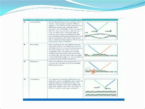 The Factor Ii Prothrombin G 20210 A Detection