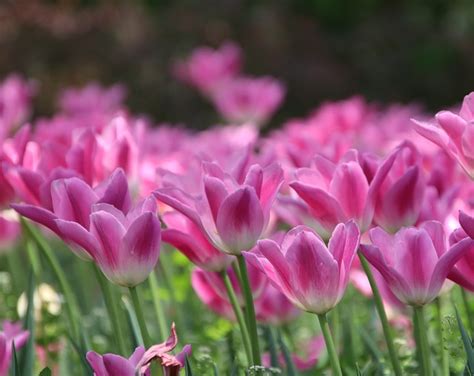 Tulpaner Blommor Rosa Gratis foto på Pixabay Pixabay