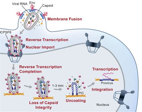 Labeled Hiv Model
