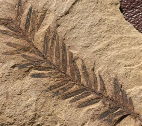 State Fossil Found In Fossil Oregon Smithsonian Photo Contest