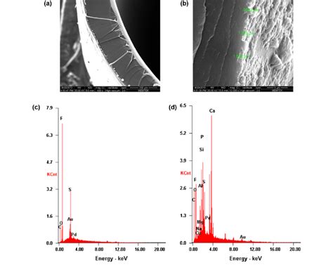 A SEM Image Of Clean PEM Cross Section B SEM Image Of Used PEM Download Scientific