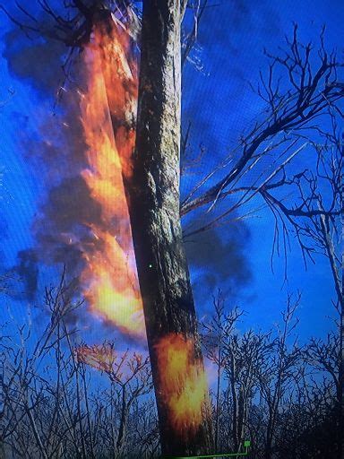 Things I Hate In Fallout 4 Trees Fallout Amino