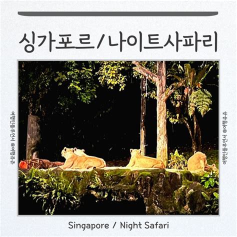 싱가포르 나이트 사파리 예약 맛집 가는법 트램 도보 나이트쇼 공연 예매 무료 네이버 블로그