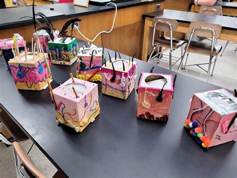 Tissue Box Anatomy Project At Lois Katz Blog